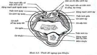 Bài-thuyết-trình-của-nhóm-1-lớp-YK23B-bộ-môn-giải-phẫu-học-phân-Khuỷu ...