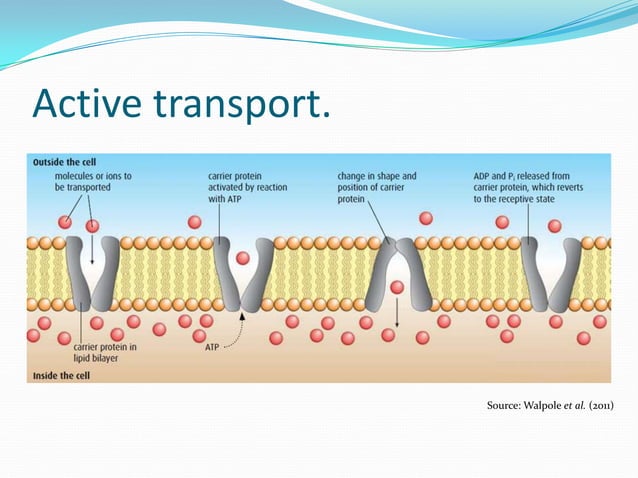The plasma membrane and material transport