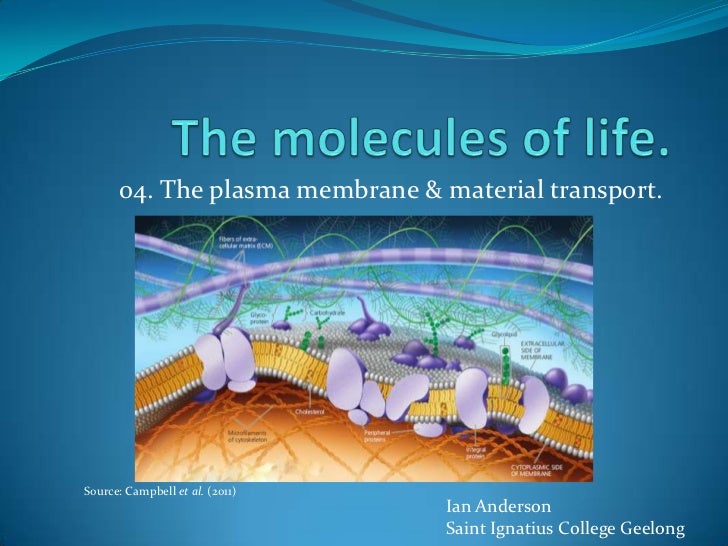 The plasma membrane and material transport