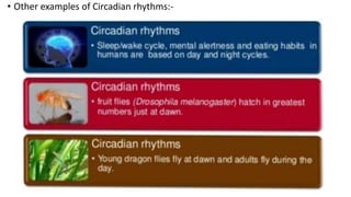 bi0logical rhythms.pptx