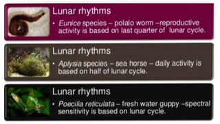 bi0logical rhythms.pptx