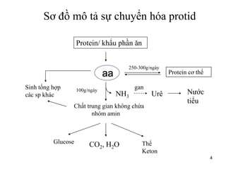Chuyển Hóa Protid | PDF