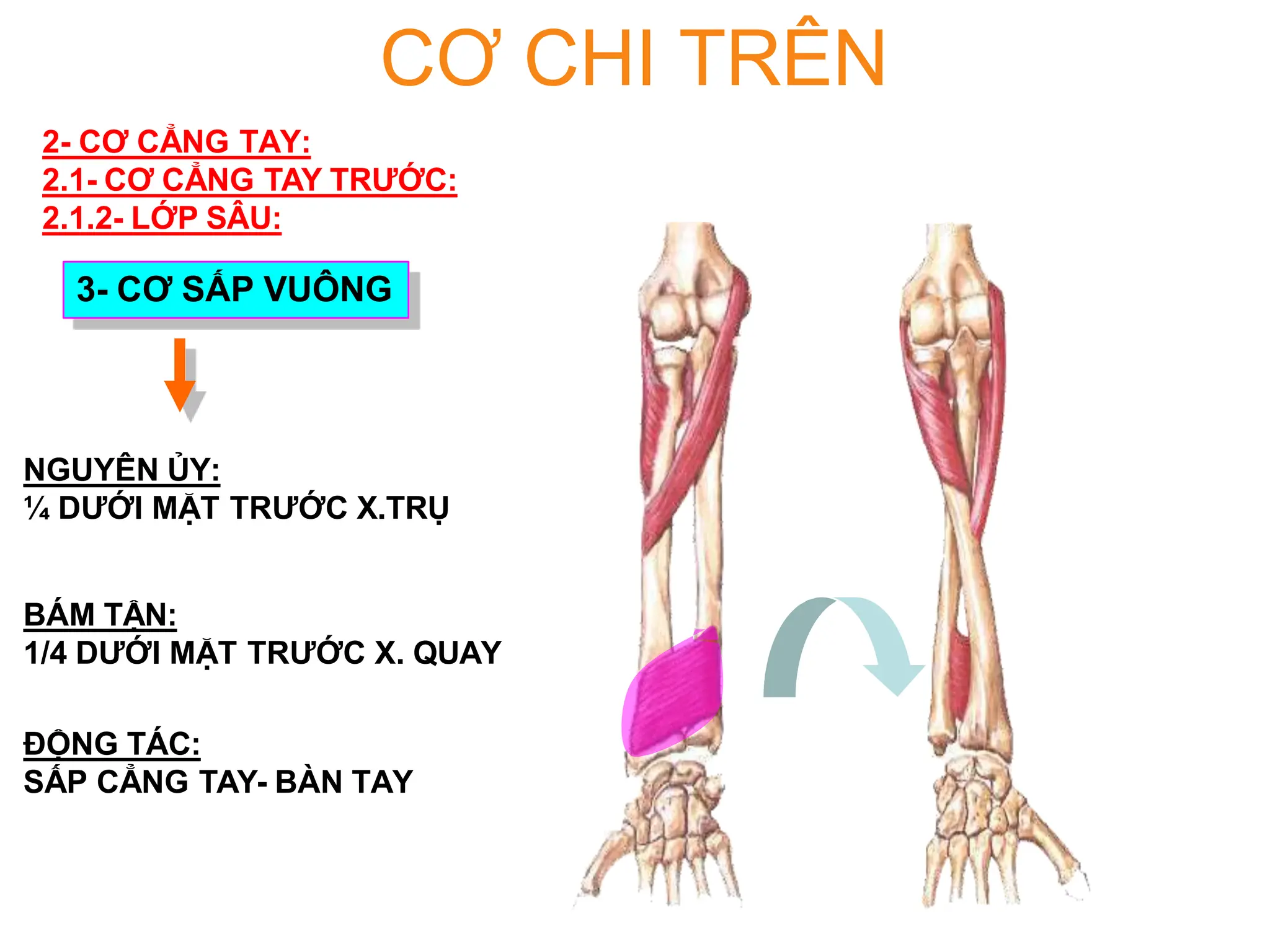 Bài giảng giải phẫu sinh lí hệ cơ xương - phần chi trên | PPTX