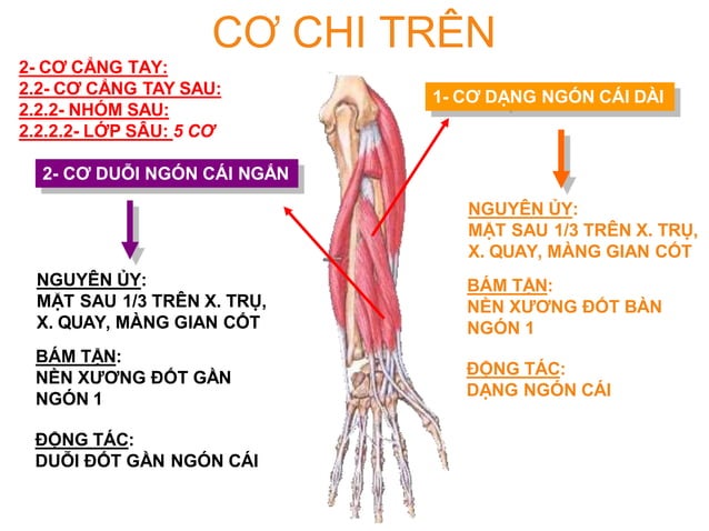 Bài giảng giải phẫu sinh lí hệ cơ xương - phần chi trên | PPTX