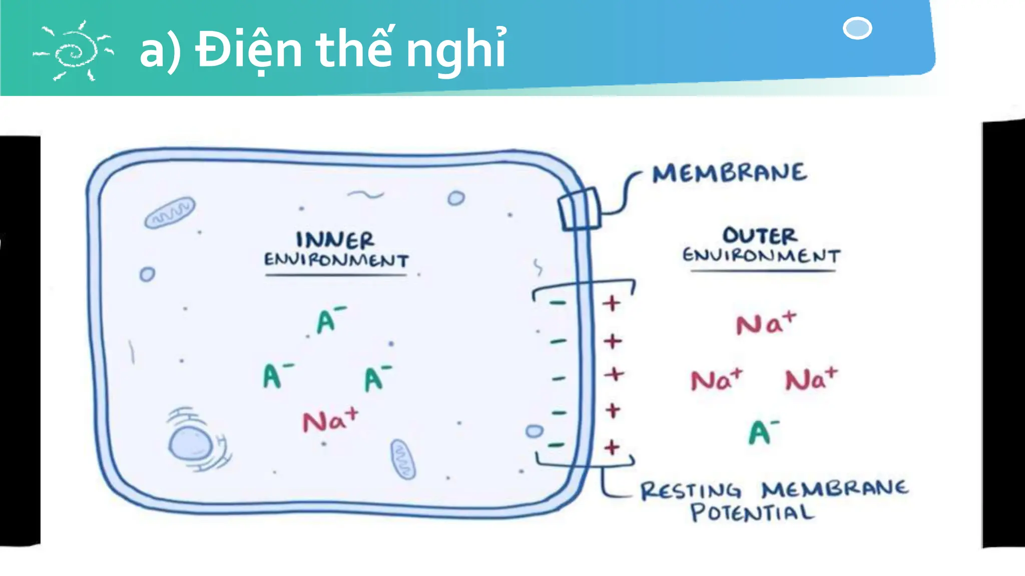Bài giảng Sinh lí dẫn truyền thần kinh.pptx