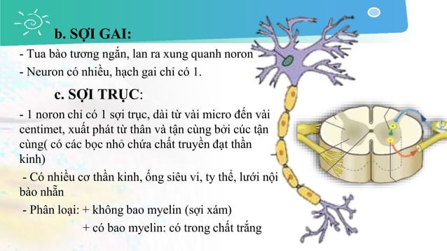 Bài giảng Sinh lí dẫn truyền thần kinh.pptx