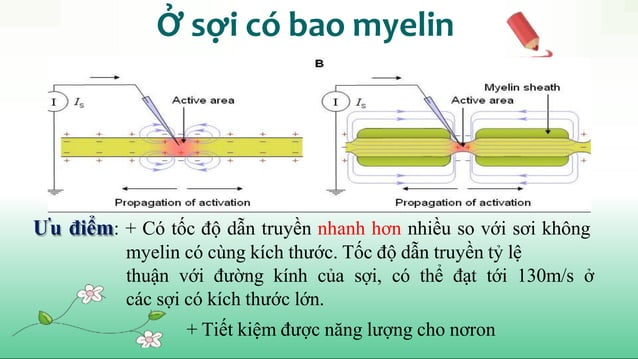 Bài giảng Sinh lí dẫn truyền thần kinh.pptx
