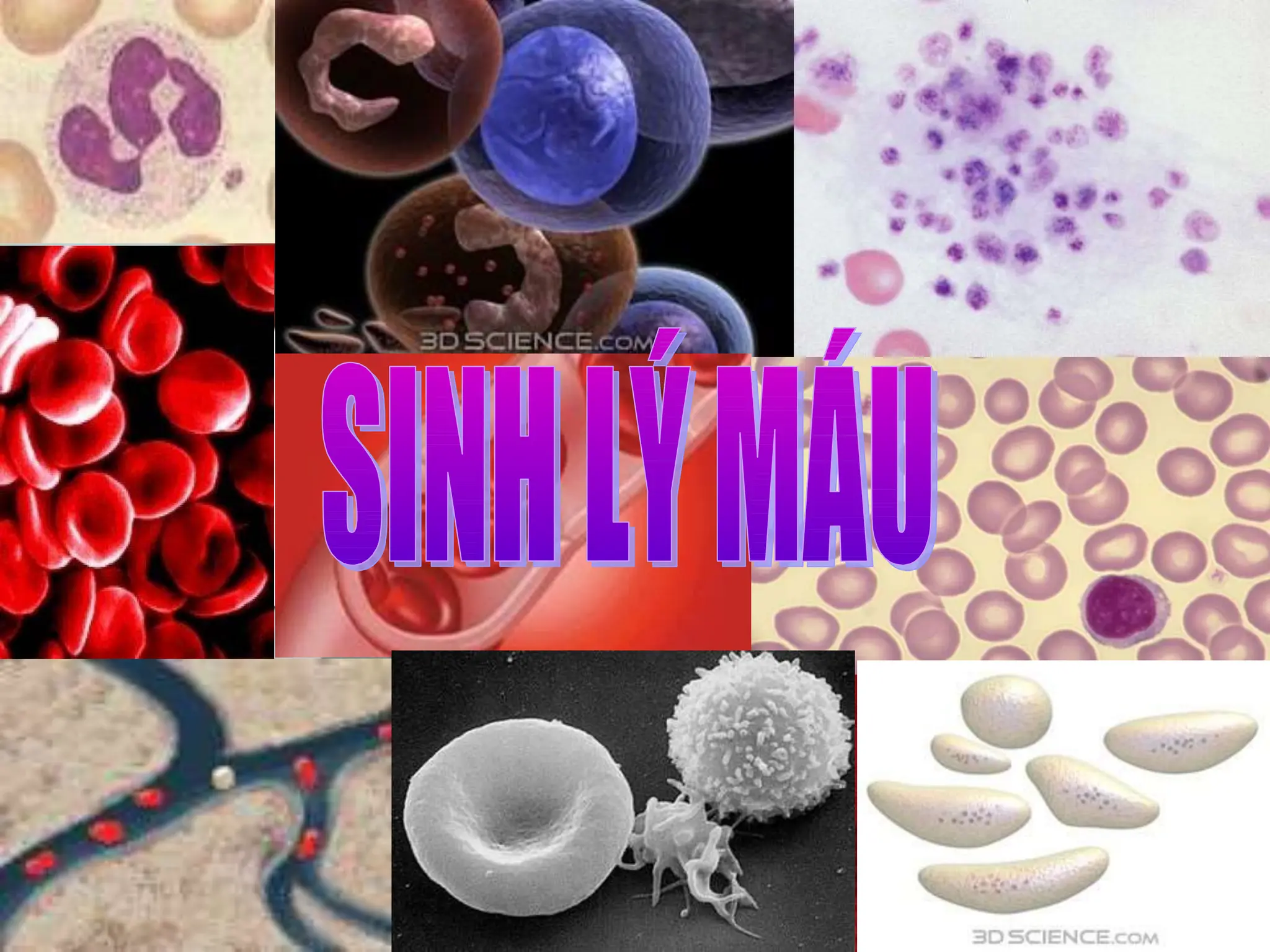 Bài giải sinh lí học, sinh lí máu và thành phần của máu | PPTX