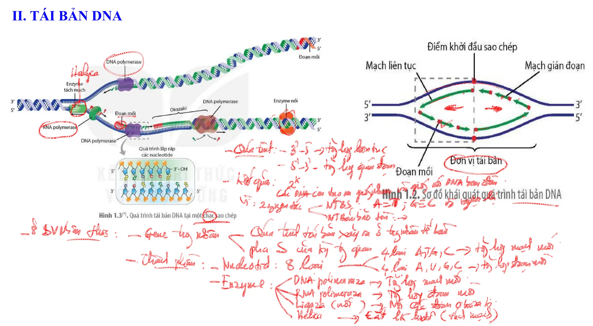 BÀI 44. ÔN TẬP GENE, TÁI BẢN DNA, PHIÊN MÃ, DỊCH MÃ.ppt