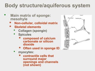 sponges poriferans and their phylogeny.ppt