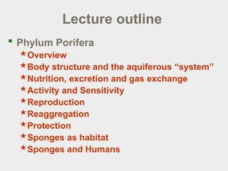 sponges poriferans and their phylogeny.ppt