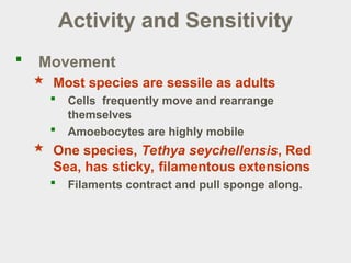 sponges poriferans and their phylogeny.ppt