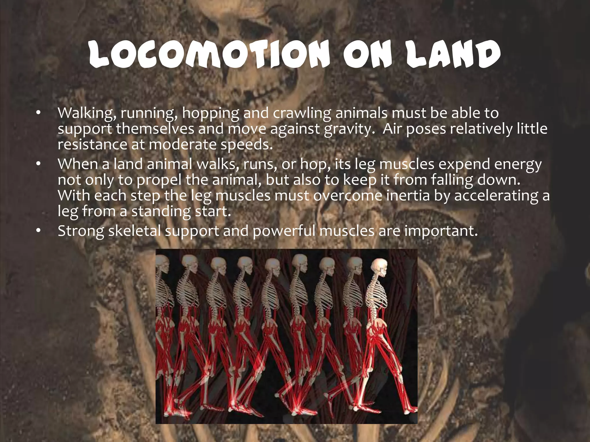 Animal Support System | PPTX | Geology | Science