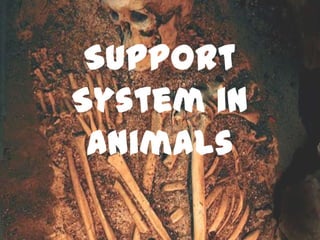 Animal Support System | PPTX | Geology | Science