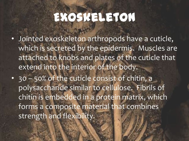 Animal Support System | PPTX | Geology | Science