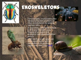 Animal Support System | PPTX | Geology | Science
