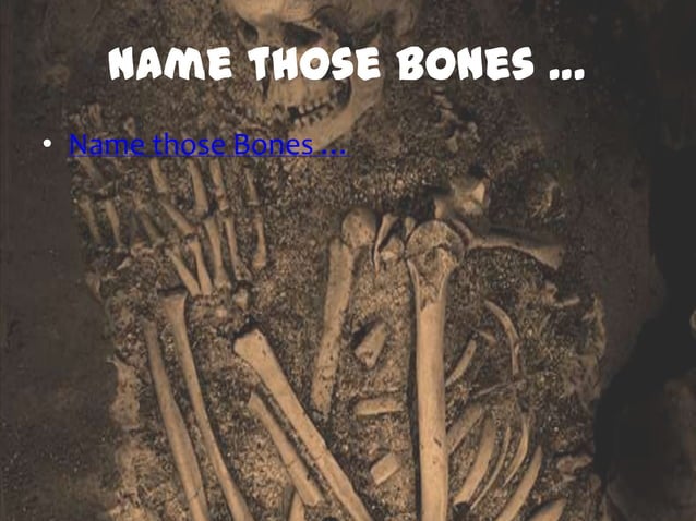 Animal Support System | PPTX | Geology | Science