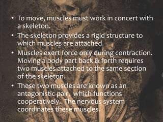 Animal Support System | PPTX | Geology | Science