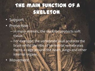 Animal Support System | PPTX | Geology | Science