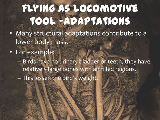 Animal Support System | PPTX | Geology | Science