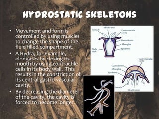 Animal Support System | PPTX | Geology | Science