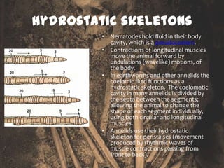 Animal Support System | PPTX | Geology | Science