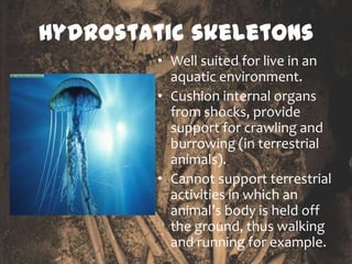 Hydrostatic Skeleton Jellyfish
