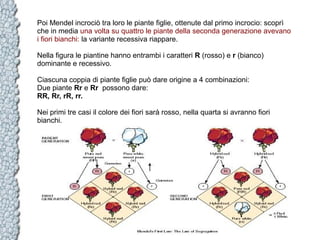 La genetica | PPT