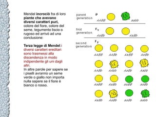 La genetica | ODP