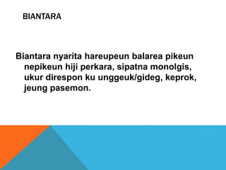 Materi BahasaSunda Kelas 8 ngenaan Biantara | PDF