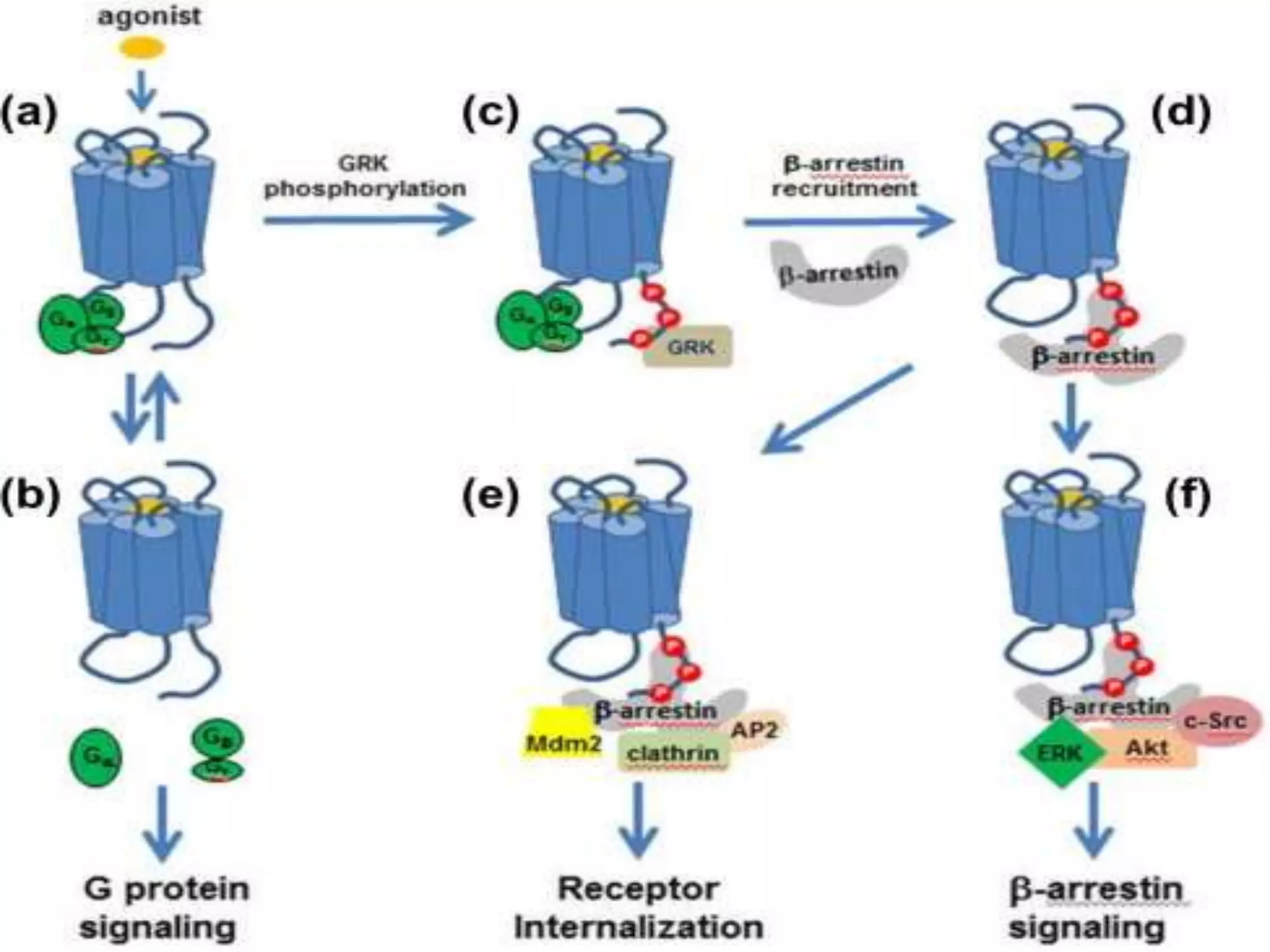 Biased agonism | PPTX