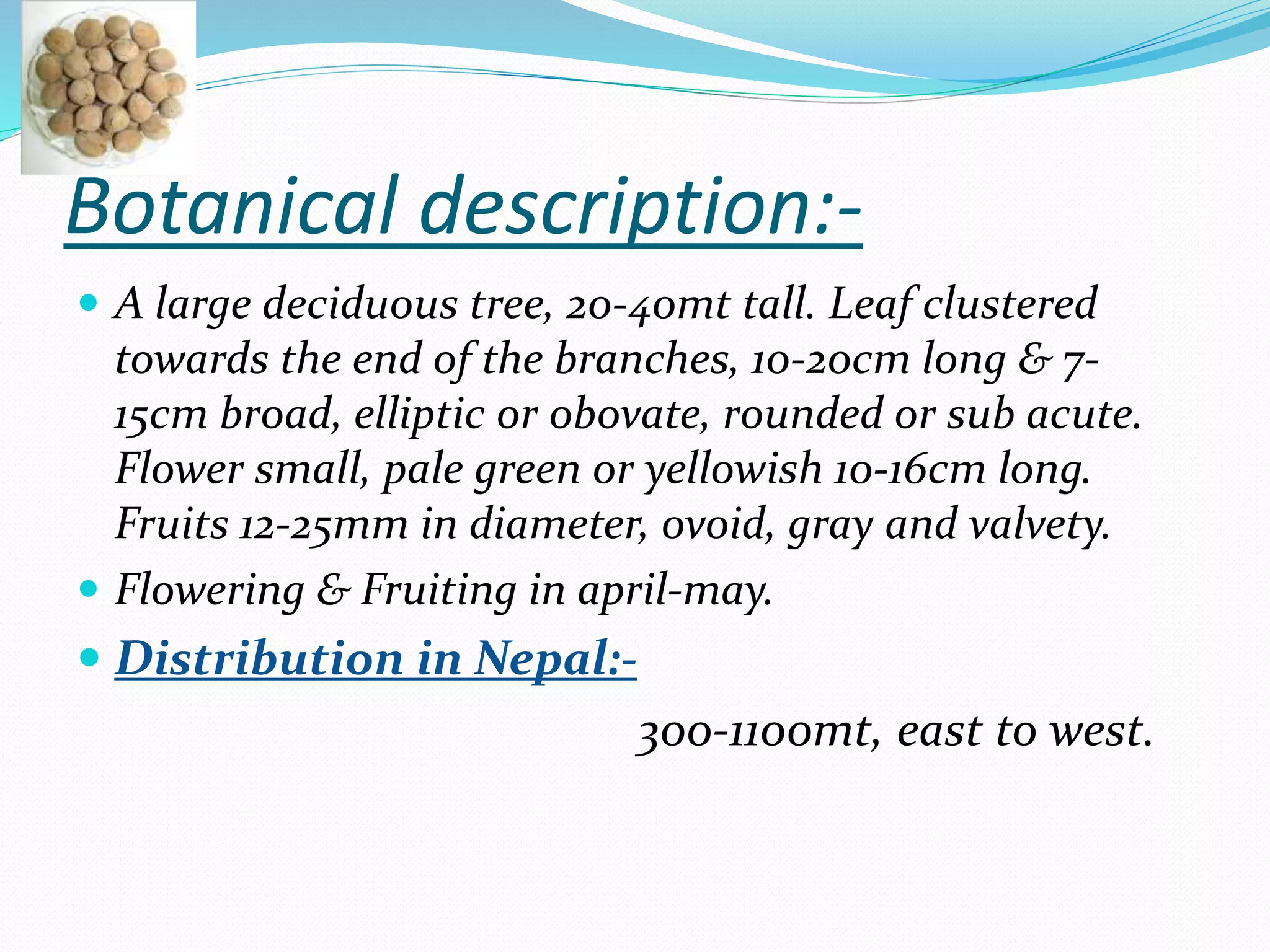 Ayurvedic Pharmacology of Terminalia belerica & its Pharmacognocy | PPTX