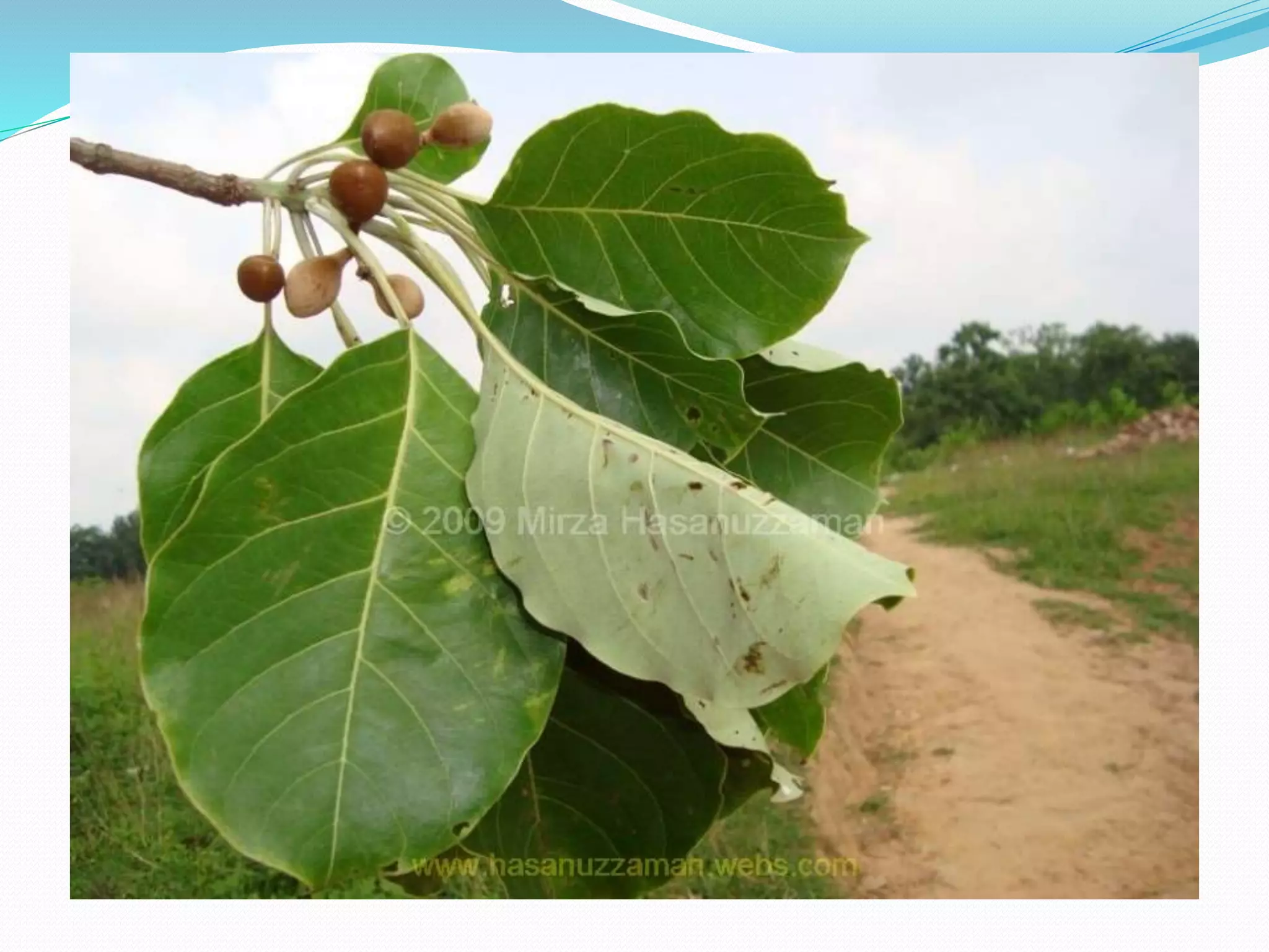 Ayurvedic Pharmacology of Terminalia belerica & its Pharmacognocy | PPTX