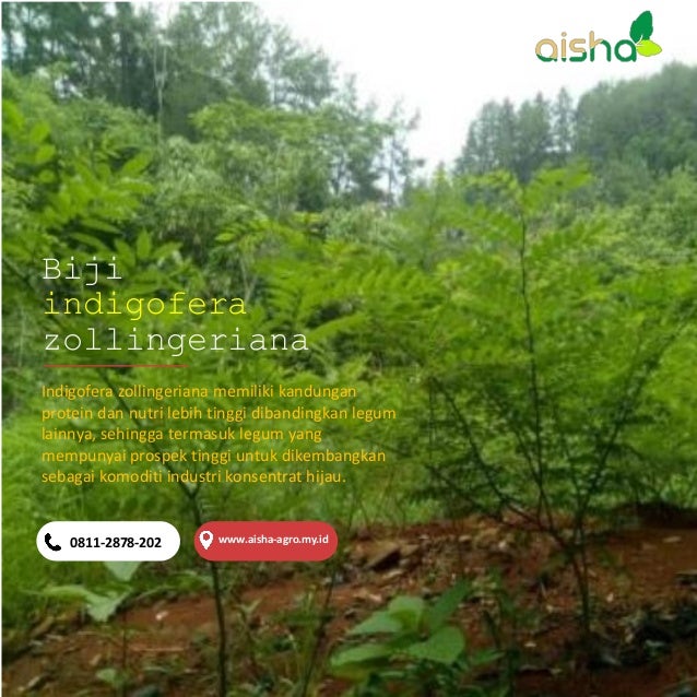 bibit indigofera siap tanam | PDF