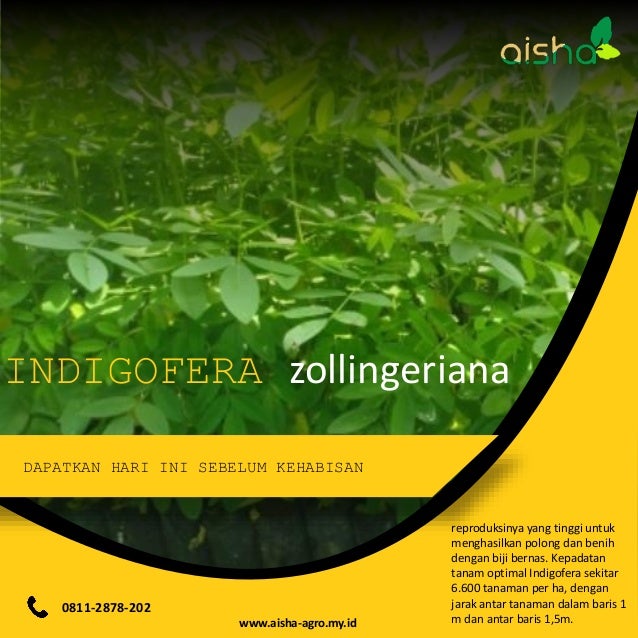 bibit indigofera siap tanam | PDF