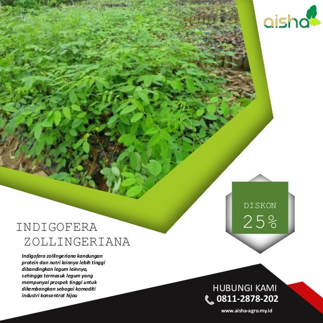 bibit indigofera siap tanam | PDF