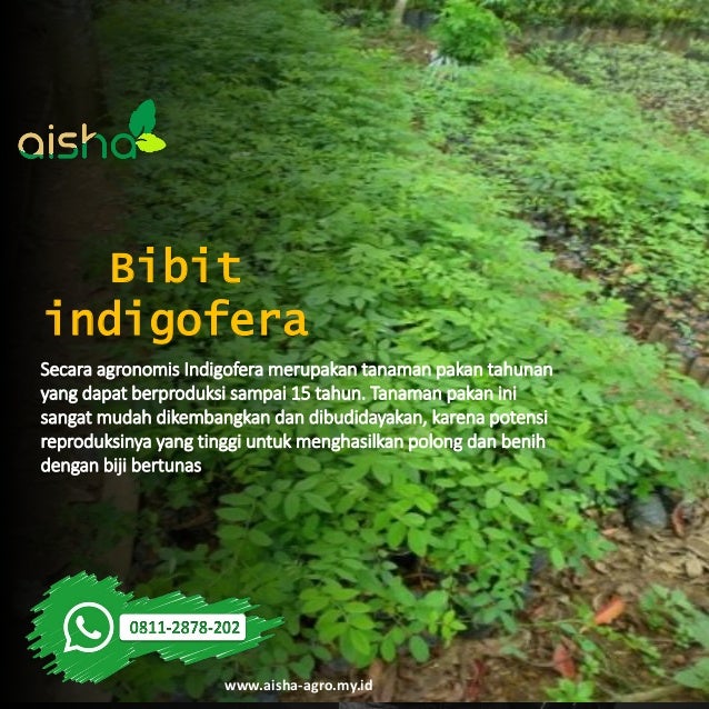 bibit indigofera siap tanam | PDF