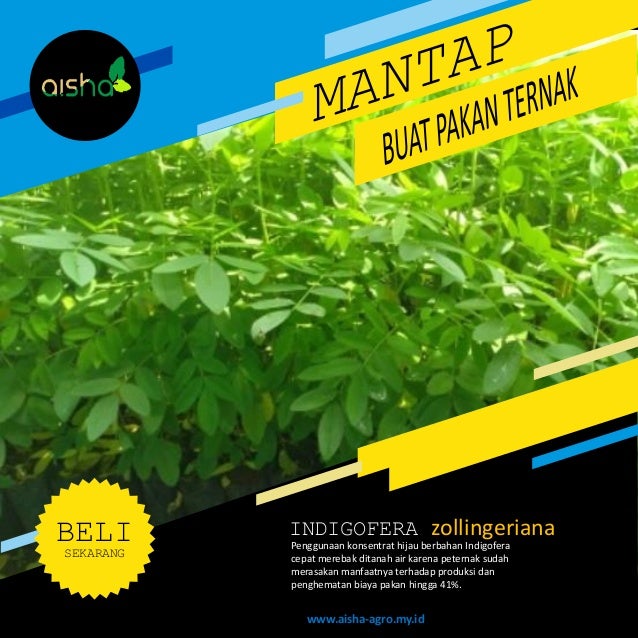 bibit indigofera siap tanam | PDF