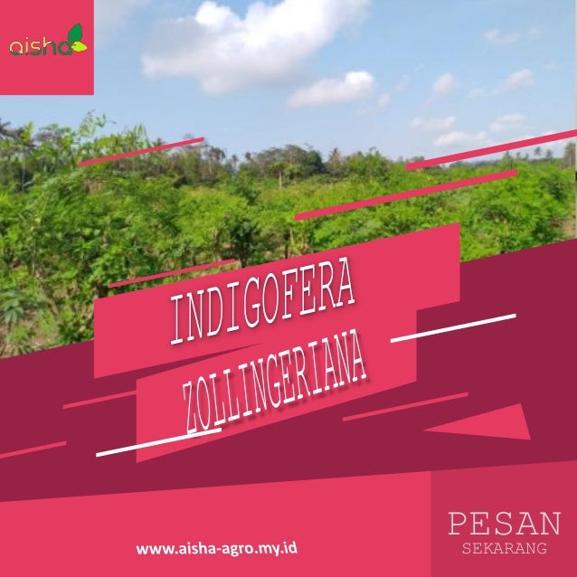 bibit indigofera siap tanam | PDF