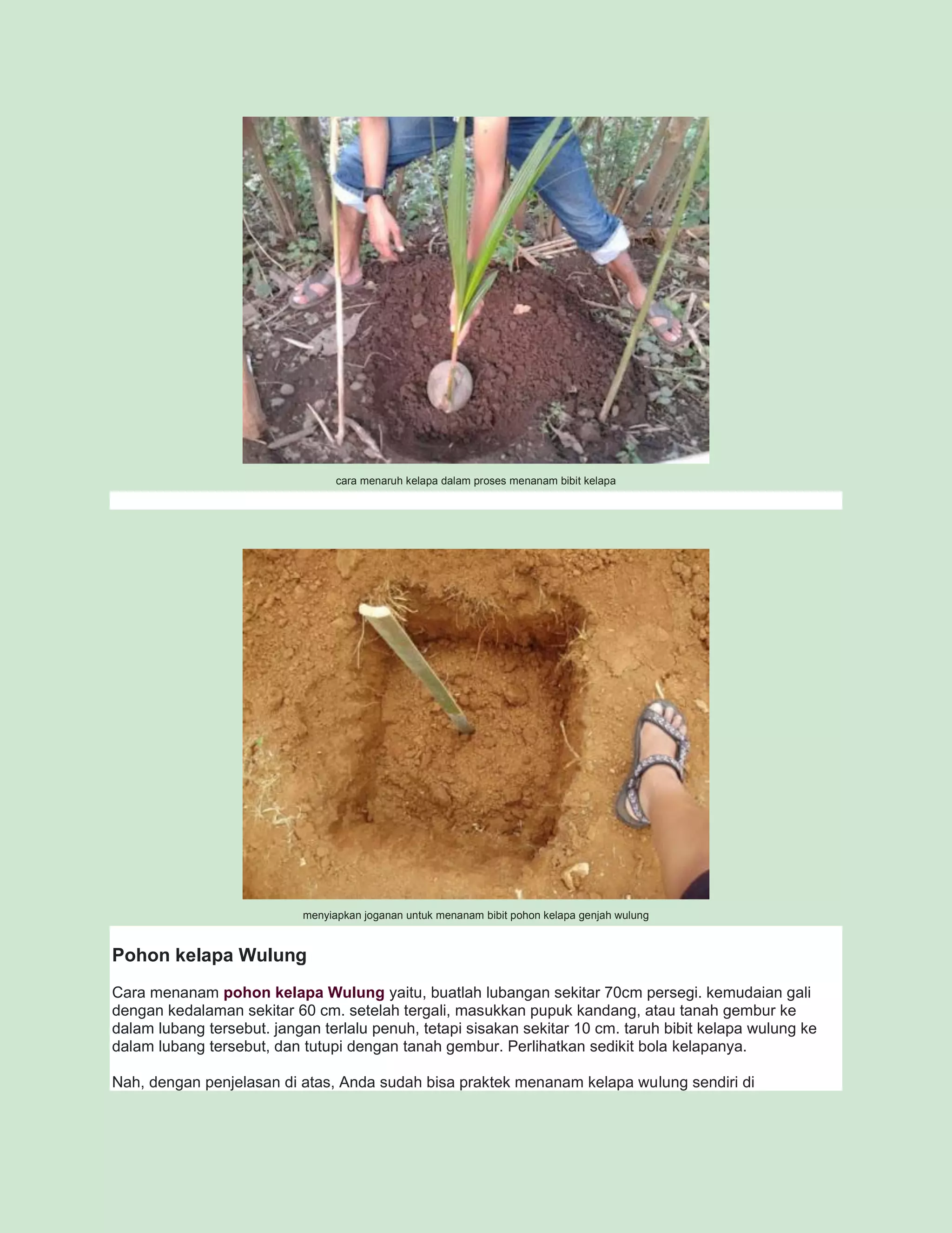 Pohon Kelapa Hijau Wulung | PDF