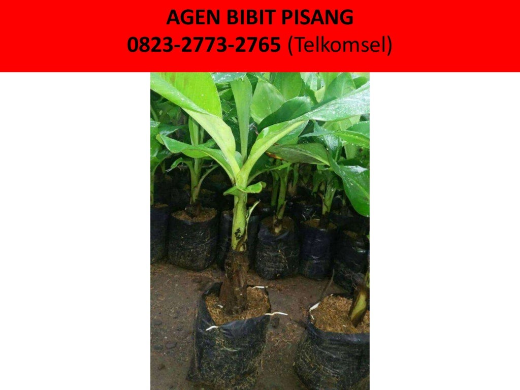 Benih Pisang Raja Udang 0823 2773 2765 Telkomsel
