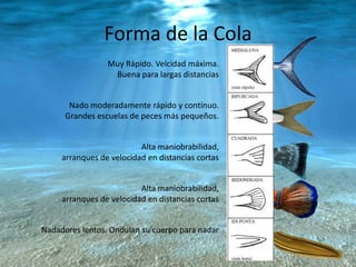 Adaptaciones de Peces | PPTX