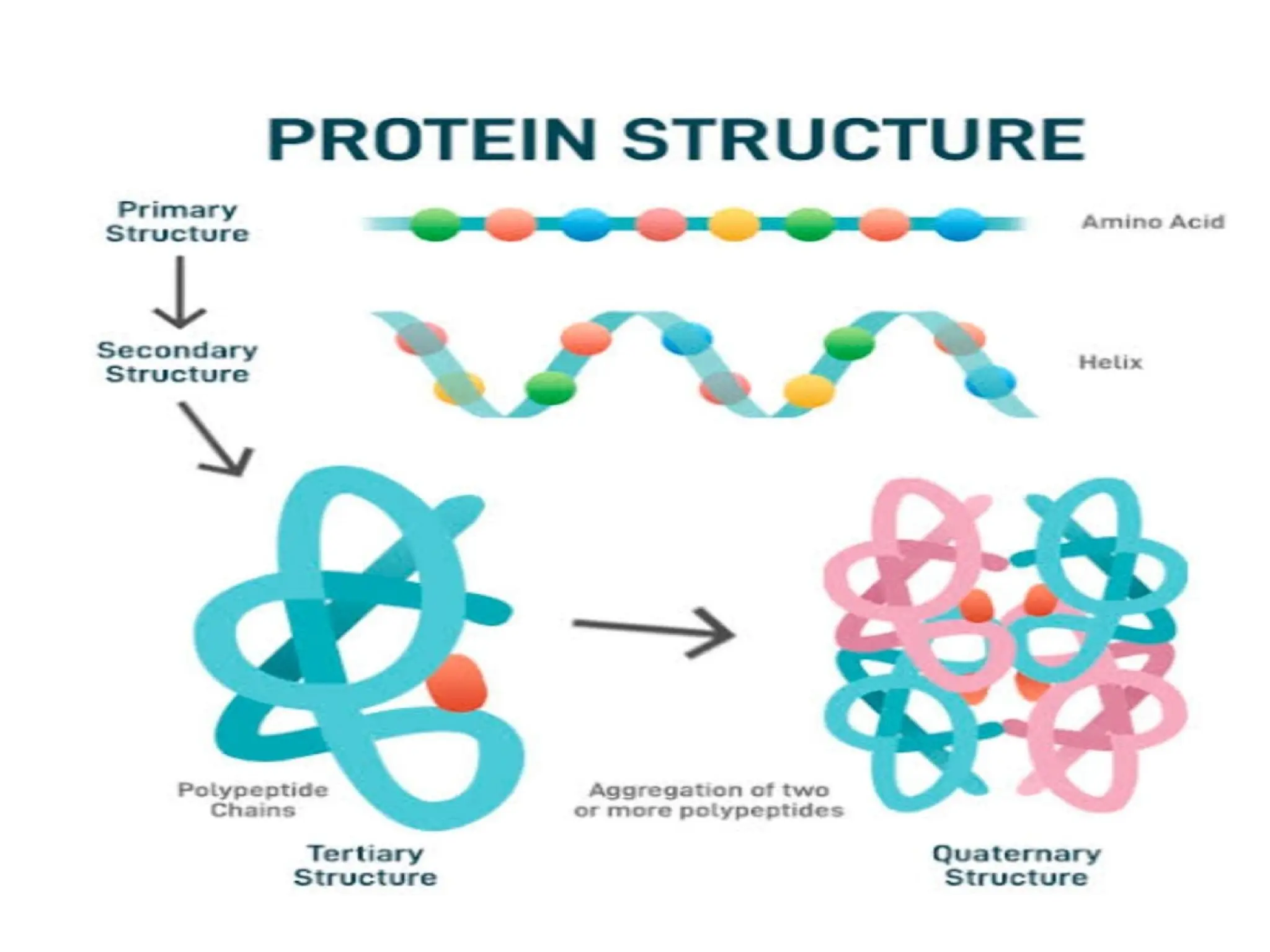 BIC 101- LEC 15-STRUCTURE OF PROTEINS-PRIMARY,SECONDARY,TERTIARY AND ...