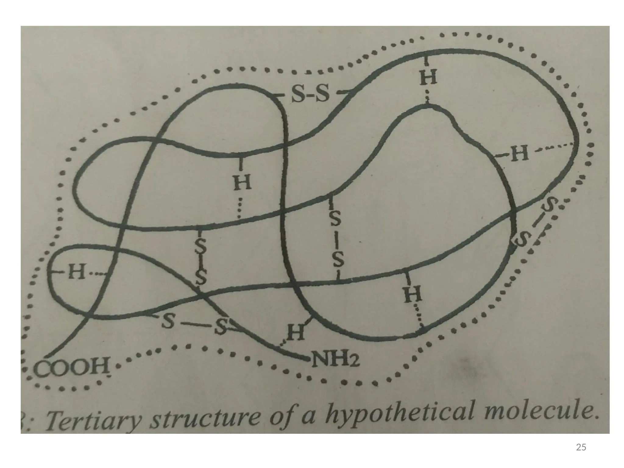 BIC 101- LEC 15-STRUCTURE OF PROTEINS-PRIMARY,SECONDARY,TERTIARY AND ...