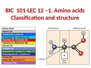 BIC 101 - LECTURE 12-1-AMINO ACIDS CLASSIFICATION AND STRUCTURE.pptx