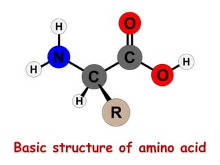 BIC 101 - LECTURE 12-1-AMINO ACIDS CLASSIFICATION AND STRUCTURE.pptx