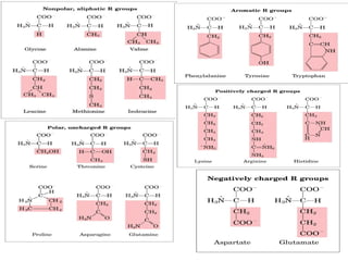 BIC 101 - LECTURE 12-1-AMINO ACIDS CLASSIFICATION AND STRUCTURE.pptx