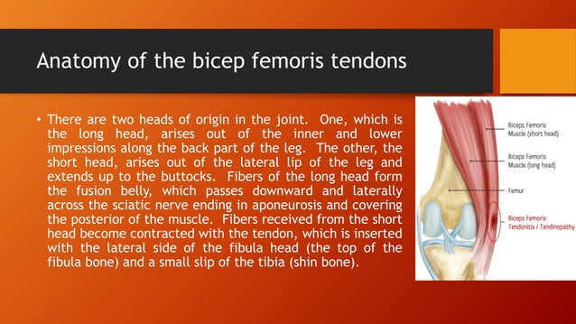 Bicep Femoris Tendinitis | PDF | Death, Injury, or Military Conflict ...