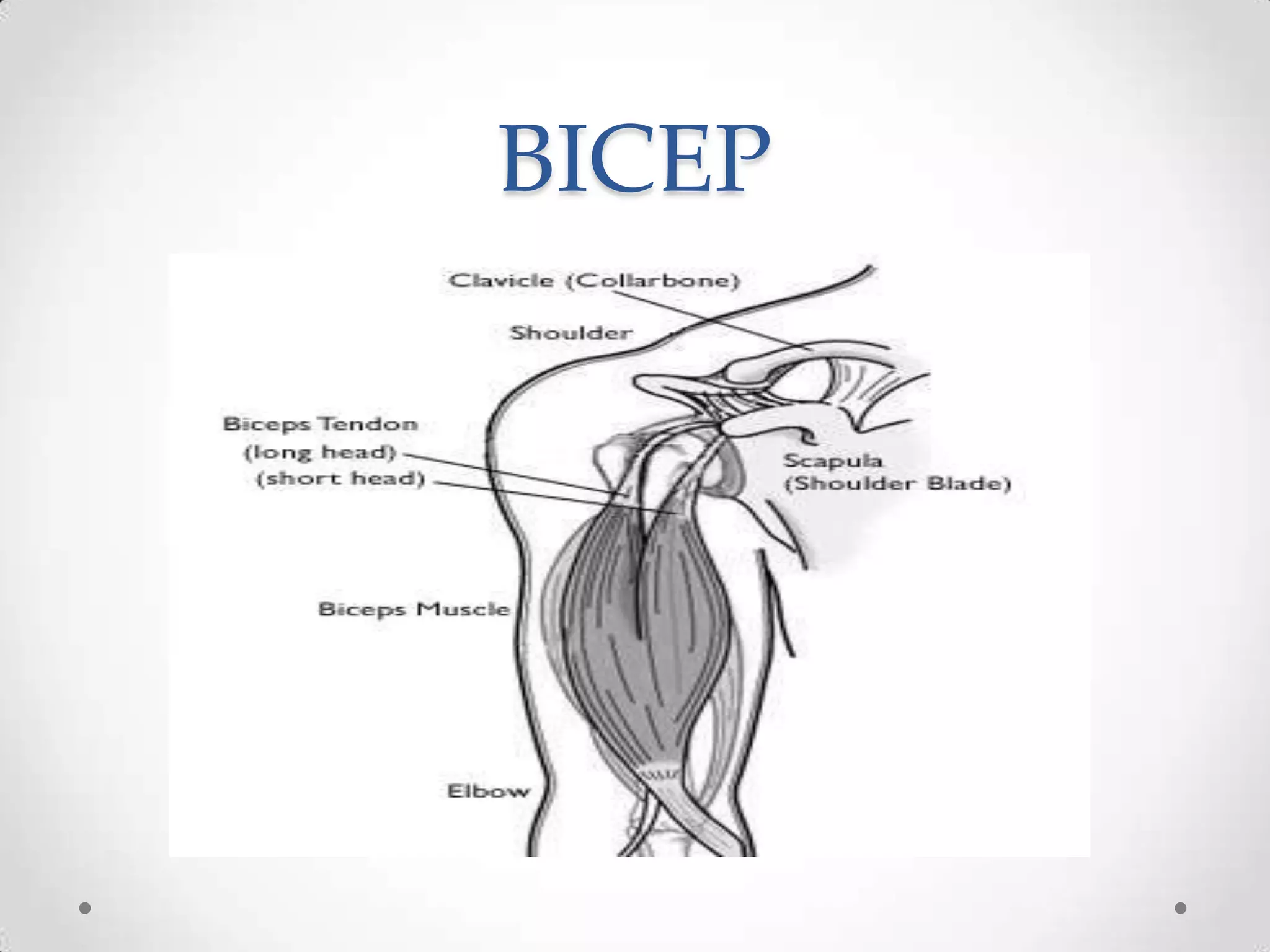 Biceps Tendon Rupture And Physiotherapy Management | PPTX