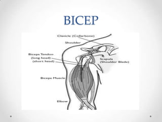 Biceps Tendon Rupture And Physiotherapy Management | PPTX